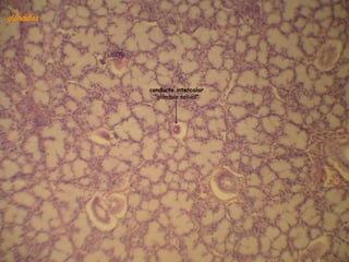 Tejido Epitelial Glandular. Glándulas. Epitelio Glandular | PPTX