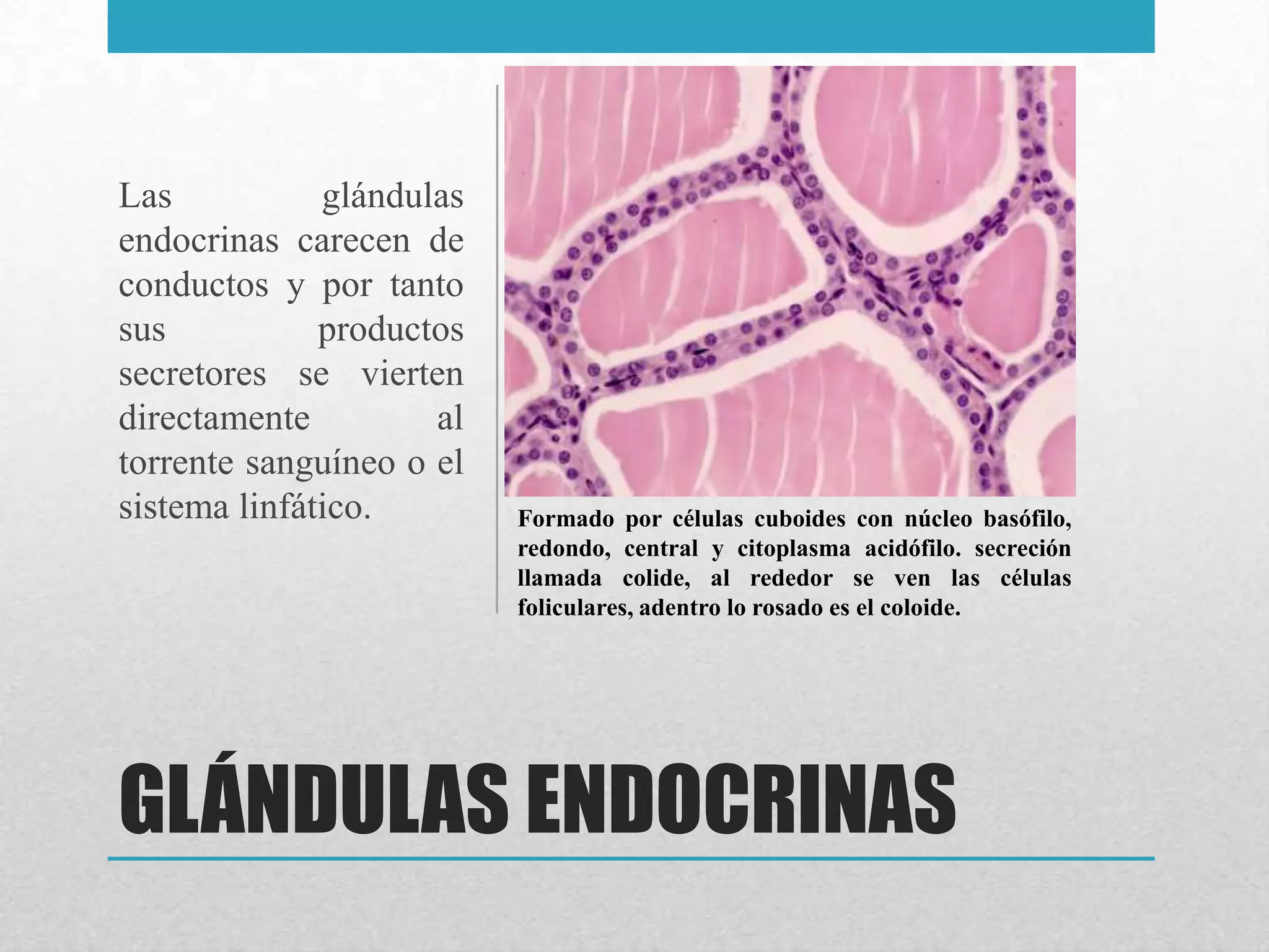 Glándulas morfologia | PPT