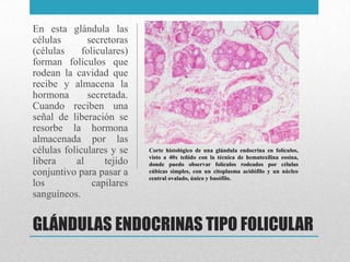 Glándulas morfologia | PPTX