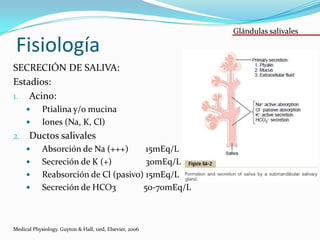 Glándulas salivales. Embriología, anatomía y fisiología de glándulas ...