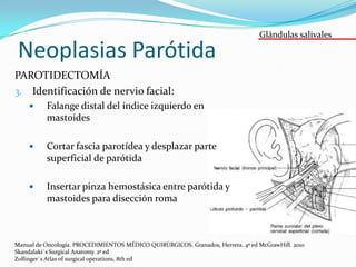 Glándulas salivales. Embriología, anatomía y fisiología de glándulas ...