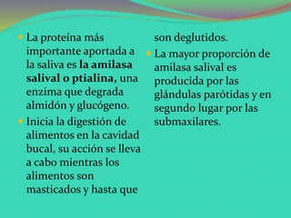 Glándulas salivales | PPTX