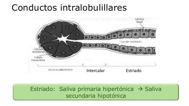 Glándulas salivales