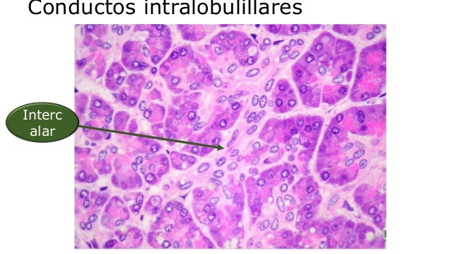 Glándulas salivales