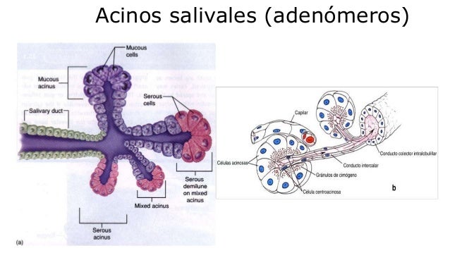 Glándulas salivales