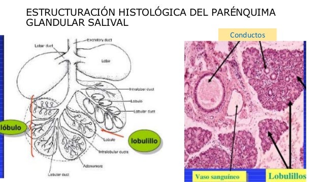 Glándulas salivales