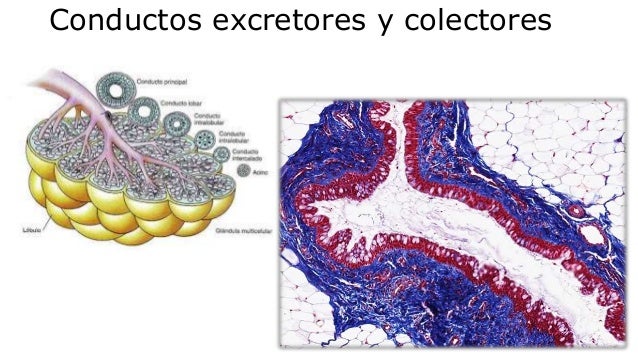 Glándulas salivales