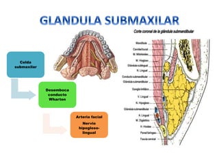 GLÁNDULAS SALIVALES mayores y menores ,, | PPTX