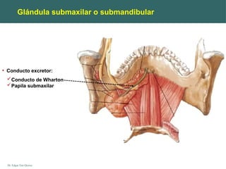GLÁNDULAS SALIVALES. ANATOMIA HISTOLOGÍA. FISIOLOGÍA Y ALGUNOS CASOS ...