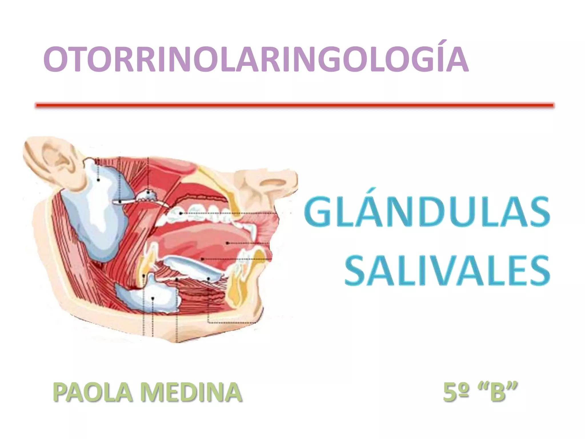 Glándulas salivales embriología, anatomía y fisiología | PPTX