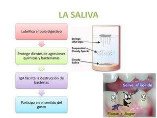 Glándulas salivales embriología, anatomía y fisiología | PPTX