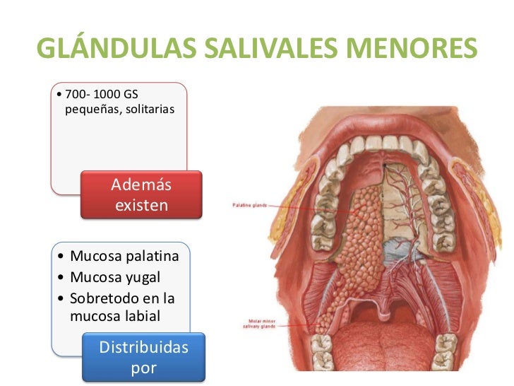Glándulas salivales embriología, anatomía y fisiología