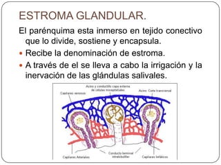 Glándulas salivales histo | PPTX