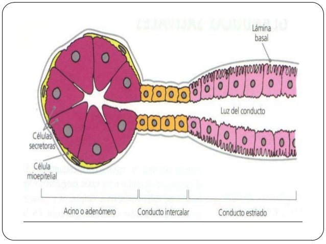 Glándulas salivales histo