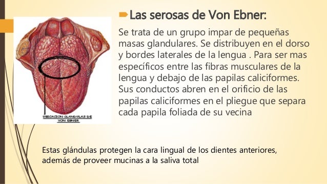 Glándulas salivales menores