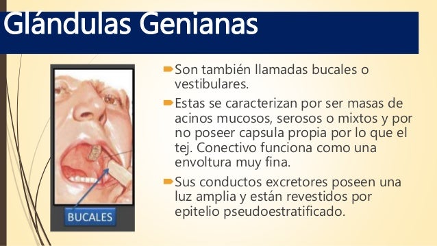 Glándulas salivales menores