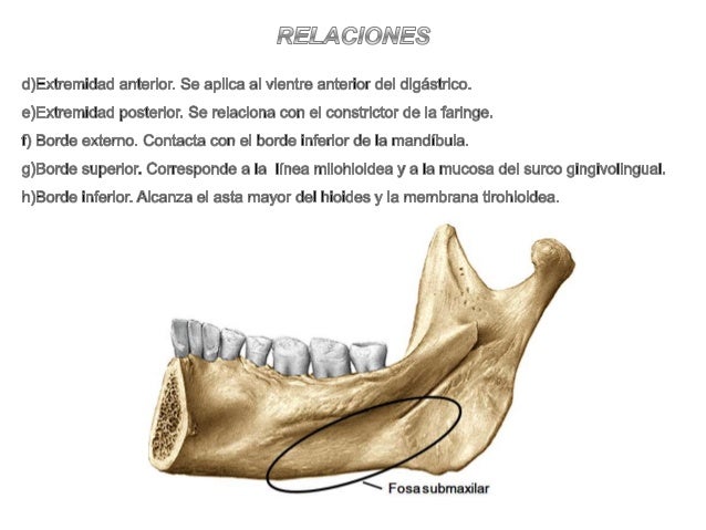 Glándulas submaxilar y sublingual