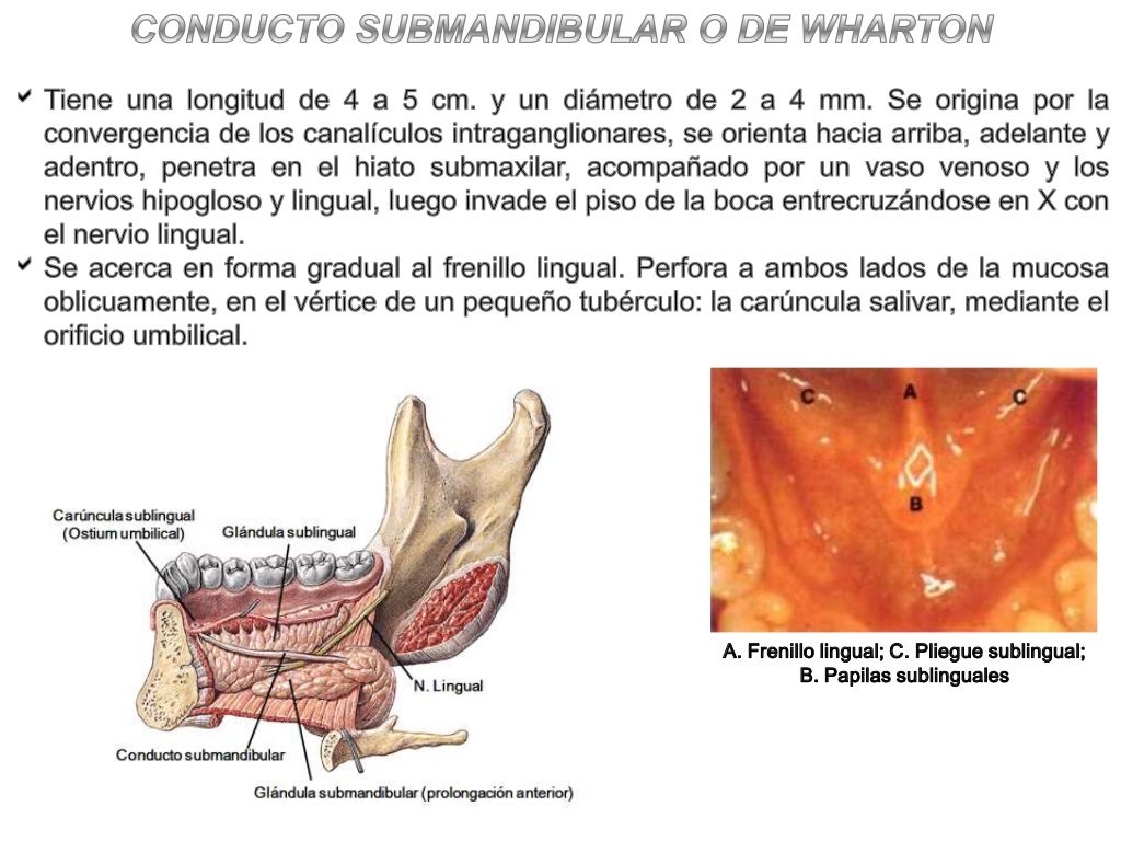 Glándulas submaxilar y sublingual