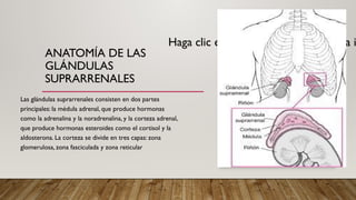 Sistema endocrino Glándulas suprarrenales.pptx