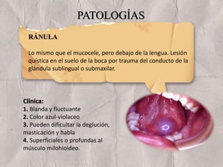 Glándula sublingual | PPTX