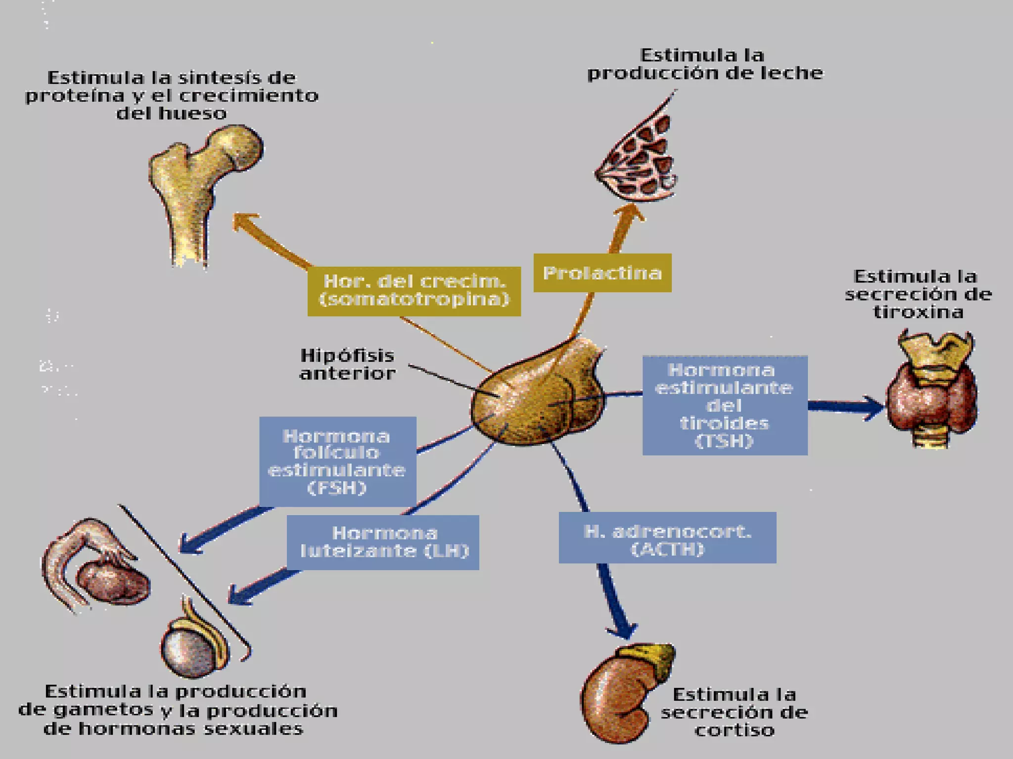 Glándula Tiroides | PPT | Thyroid Disorders | Endocrine and Metabolic ...