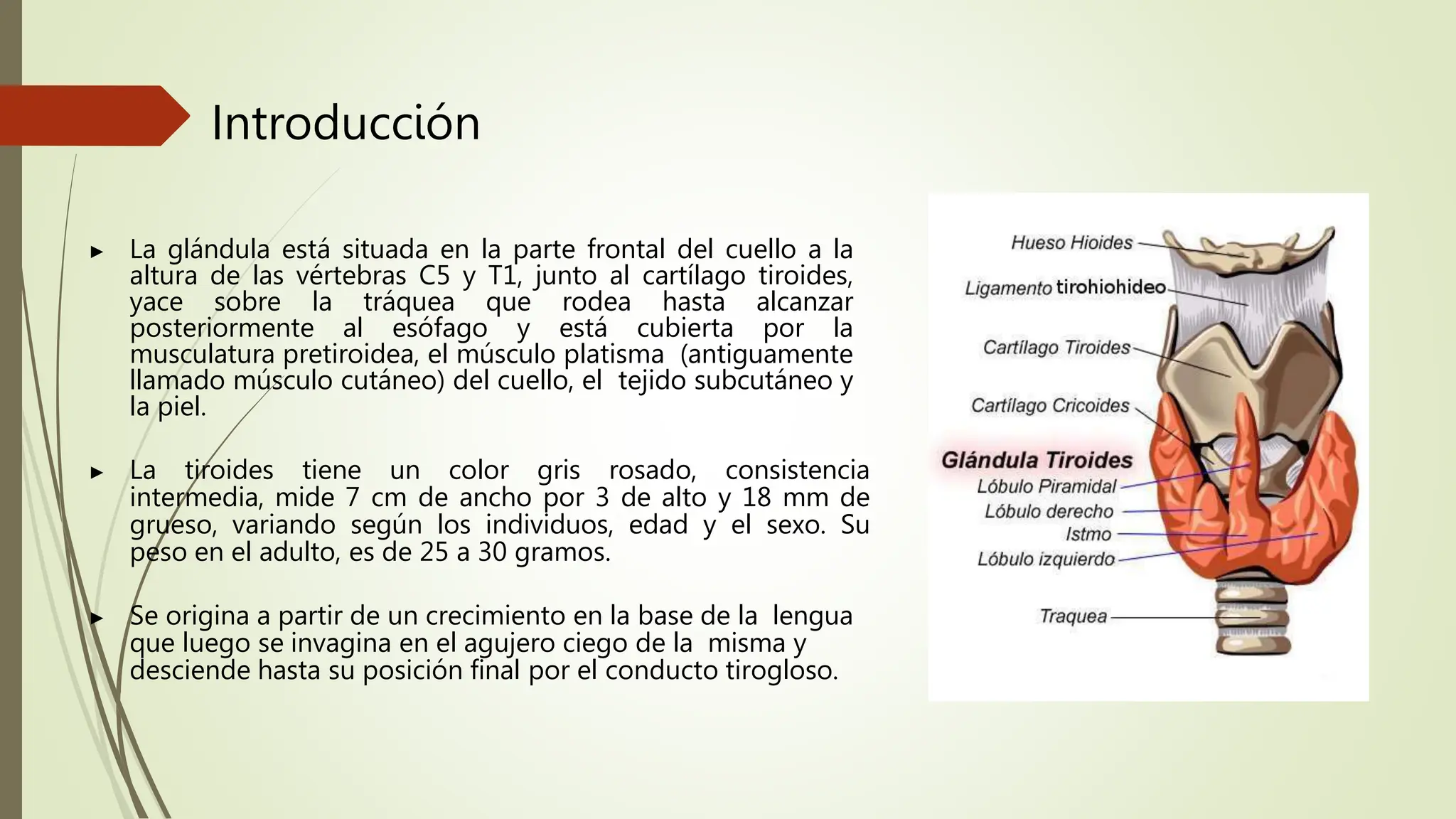 gladula tiroides estructura funciones hormonas | PPTX