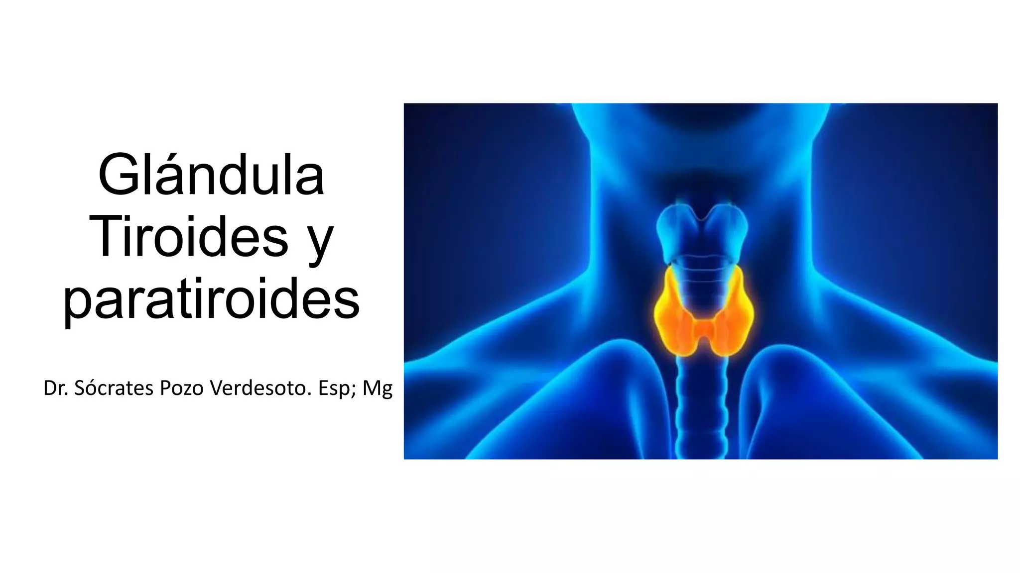 Glandula Paratireoide Histología De La Glándula Tiroides Y