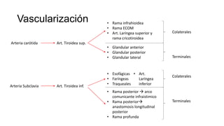 Anatomía de la Glándula tiroides y Paratiroides | PDF