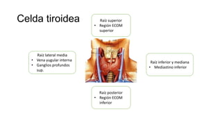 Anatomía de la Glándula tiroides y Paratiroides | PDF