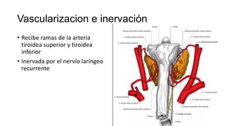 Anatomía de la Glándula tiroides y Paratiroides | PDF