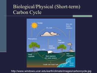 Global Carbon Cycle | PPT