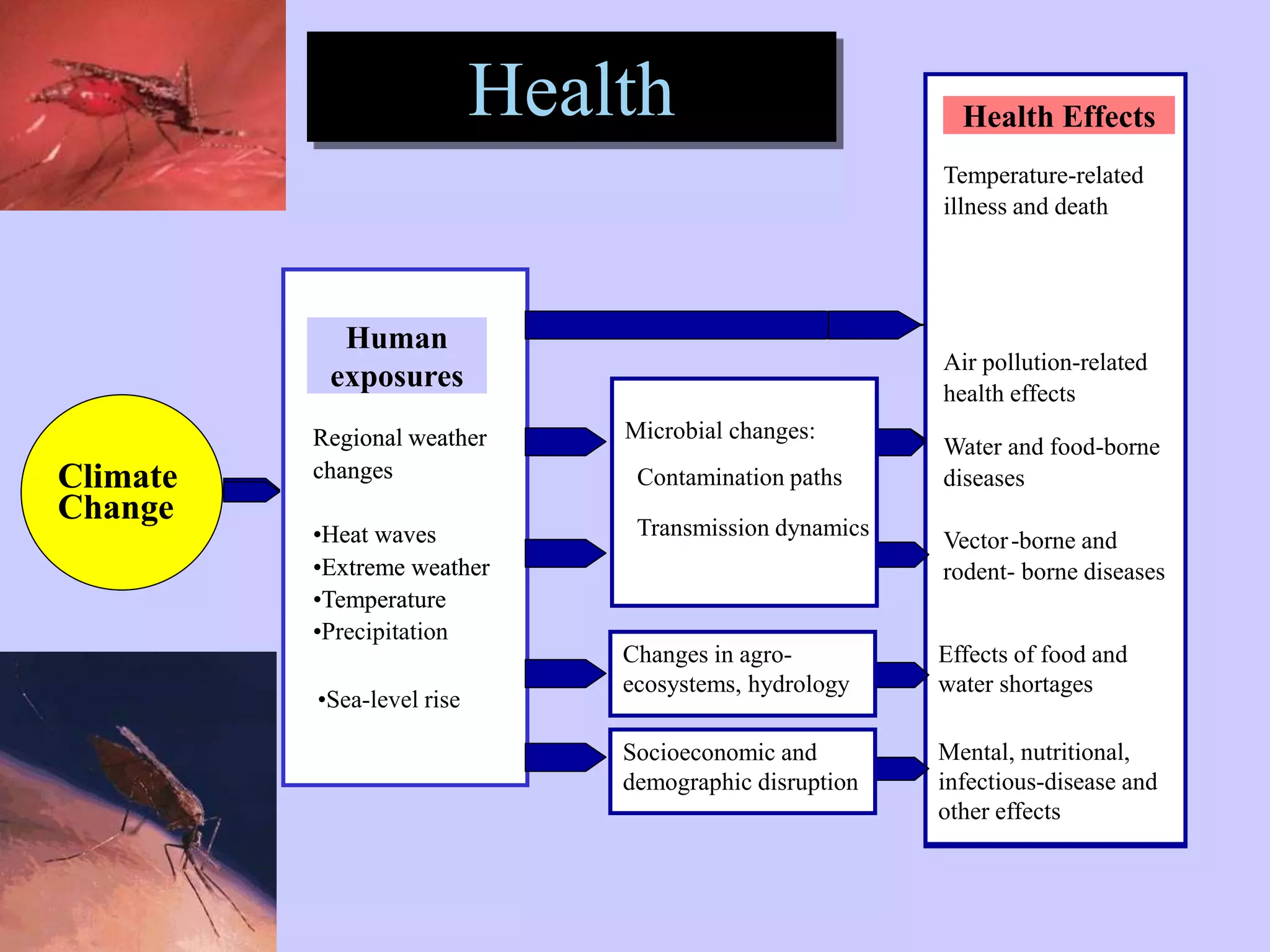 Global climate change phenomena, impacts and adaptations | PPT