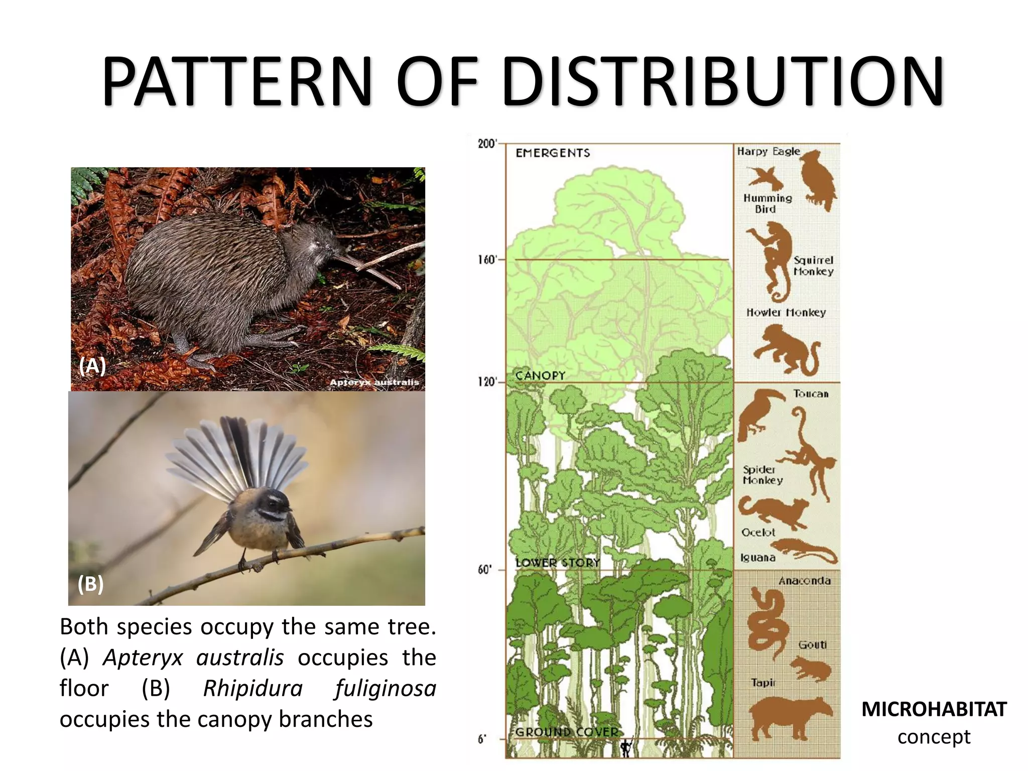 Global pattern of biodiversity | PDF