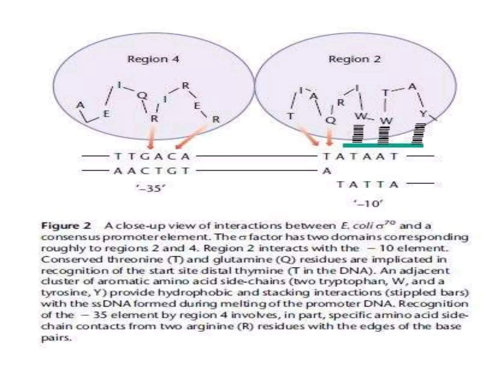 Global regulation and differentiation by sigma factor.pptx