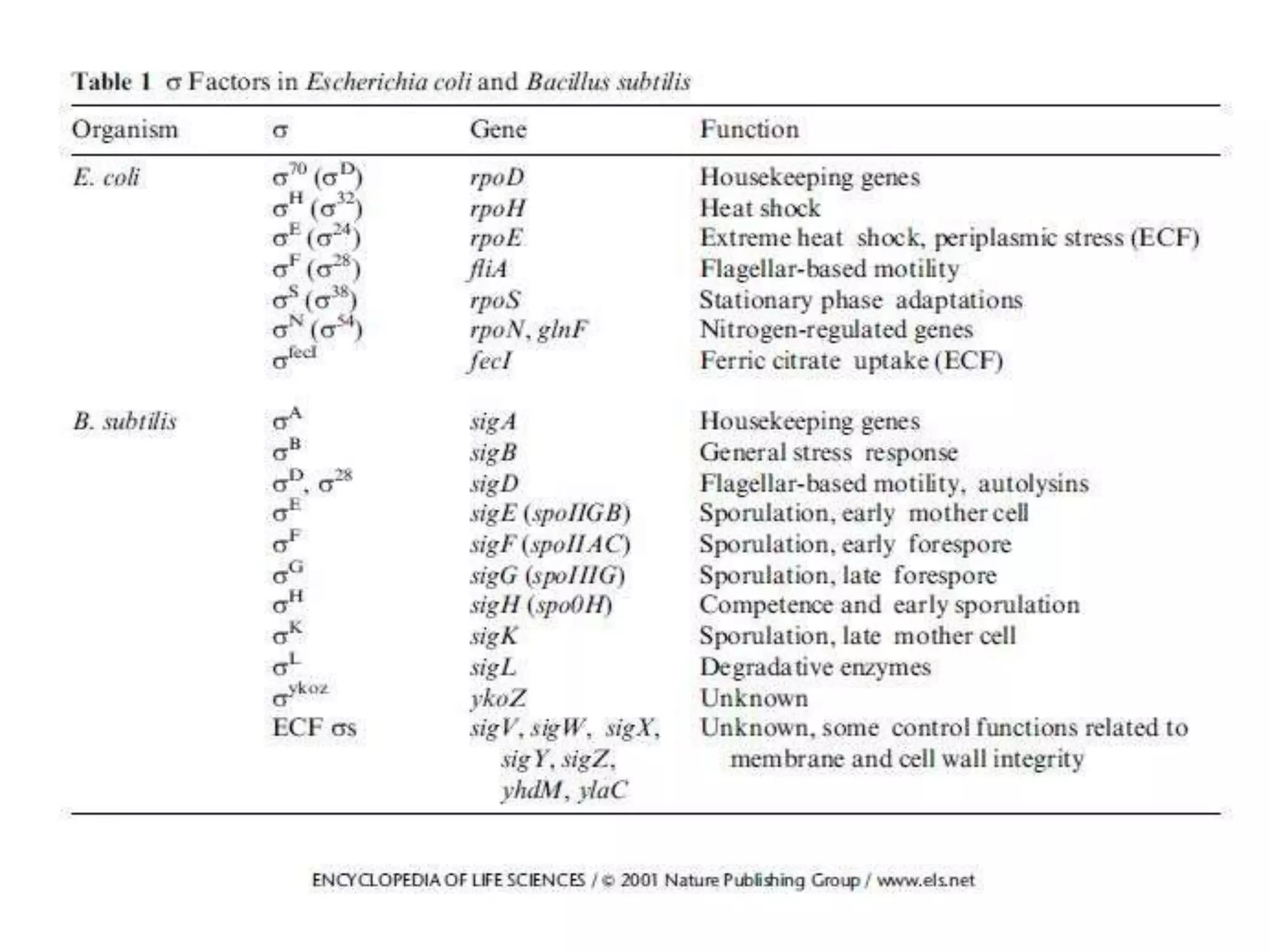 Global regulation and differentiation by sigma factor.pptx