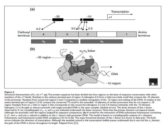 Global regulation and differentiation by sigma factor.pptx | Genetics ...