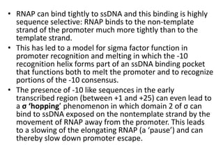 Global regulation and differentiation by sigma factor.pptx