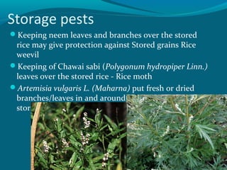 Global scenerio on it ks in ipm | PPT