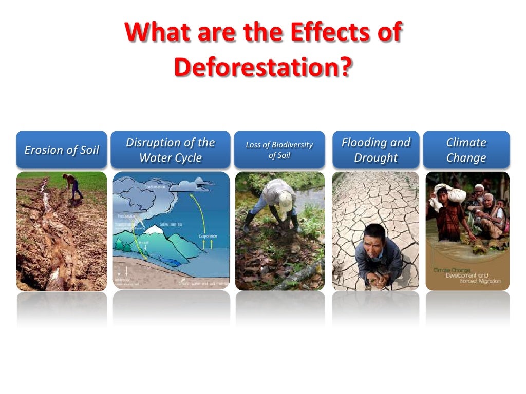 Global Warming Seminar: Acid Rain & Deforestation