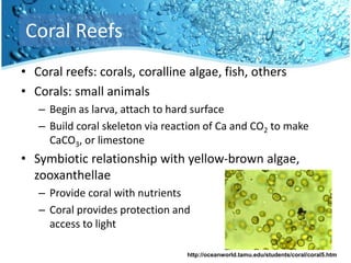 Global warming coral_reefs | PPT