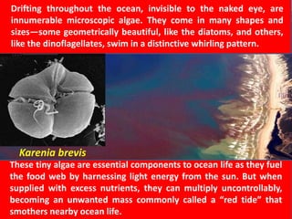 Global Warming, Red Tide, El Nino, and Coral Bleaching | PPT