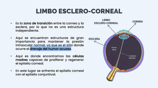 Power Point de la Histología del Globo Ocular | PPTX
