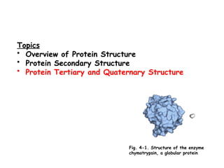Globular and important Fibrous proteins.pptx