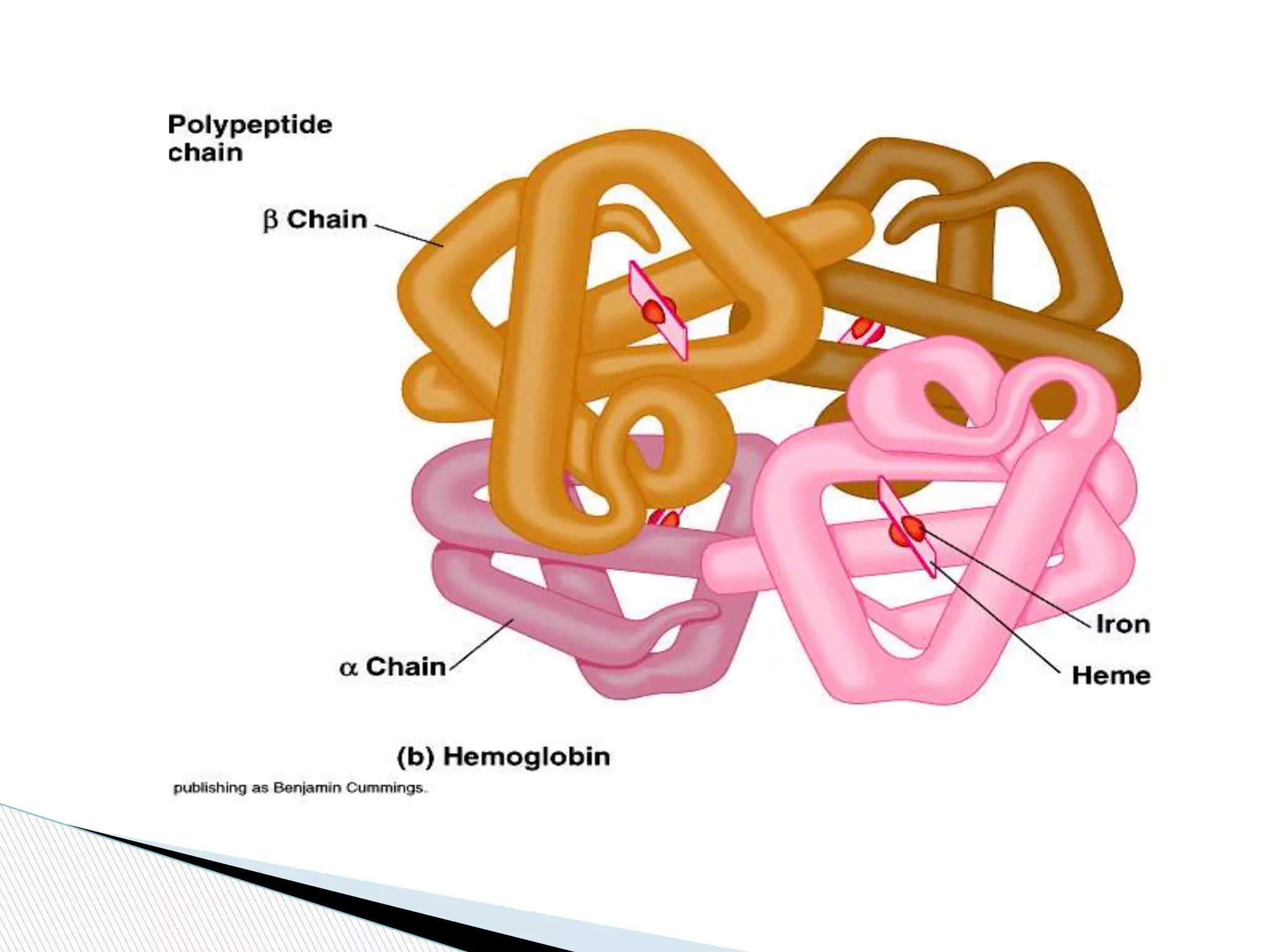 Globular proteins | PPTX