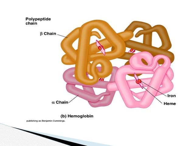 Globular proteins | PPTX | Chemistry | Science