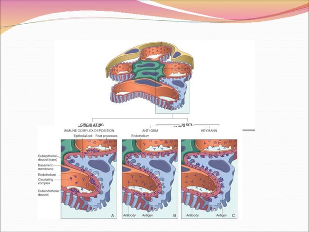 CME: Glomerular & Tubular Disorders | PPT | Blood Disorders | Diseases and Conditions