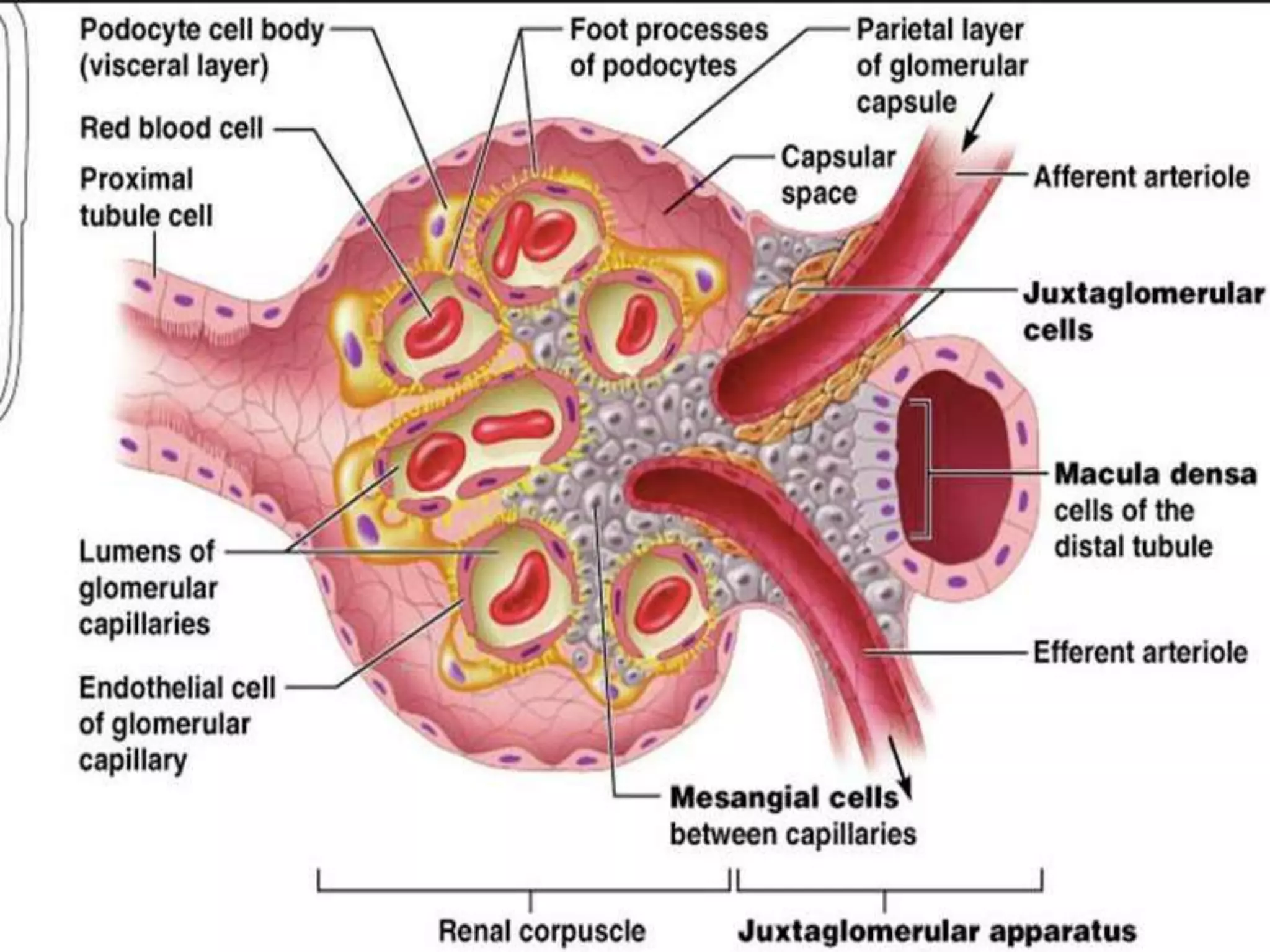 Glomerular diseases | PPTX