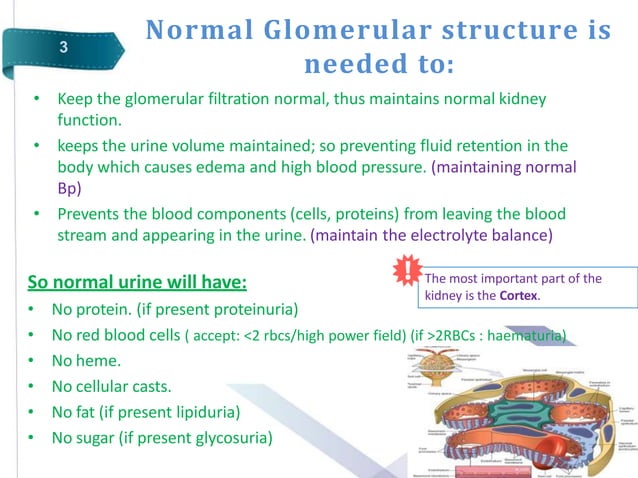 Glomerular Diseases.pptx