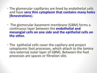 Glomerular diseases by dr kussia.p nephrologistpt | PPT