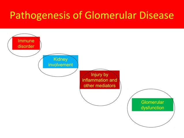 Glomerular diseases | PPT | Foot Health | Diseases and Conditions